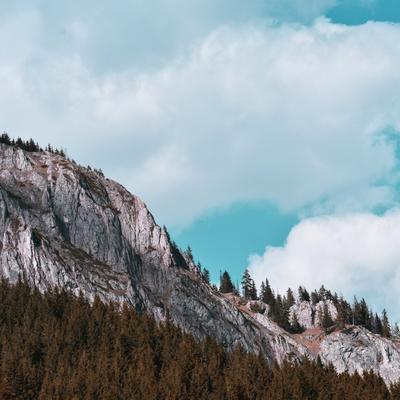 Trees Near Mountain Wallpaper - KDE Store