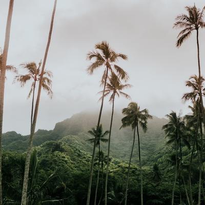 Green Trees on Mountain Wallpaper - KDE Store