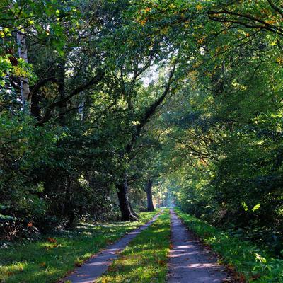 Rode through Trees - KDE Store