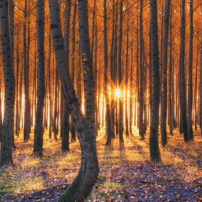 Sun through the trees autumn - KDE Store