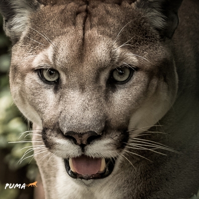 Puma Predator HD Wallpaper - KDE Store