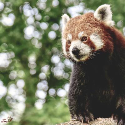 Red Panda Bear HD Wallpaper - KDE Store