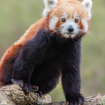 Red Panda Wildlife HD Wallpaper - KDE Store