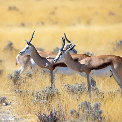 Springbok HD Wallpaper - KDE Store