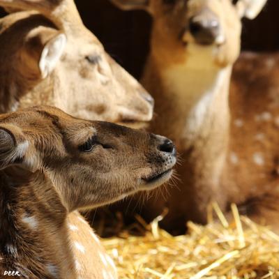 Pack of Deer HD Wallpaper - KDE Store