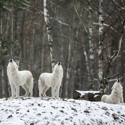 Polar Wolves HD Wallpaper - KDE Store