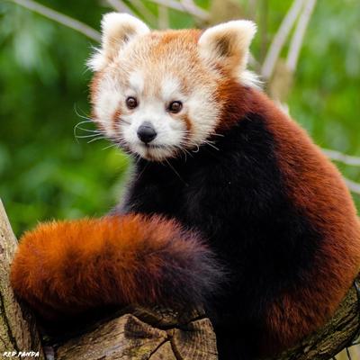 Little Red Panda HD Wallpaper - KDE Store
