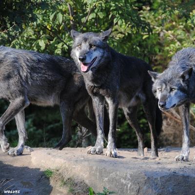 Wolves Pack HD Wallpaper - KDE Store