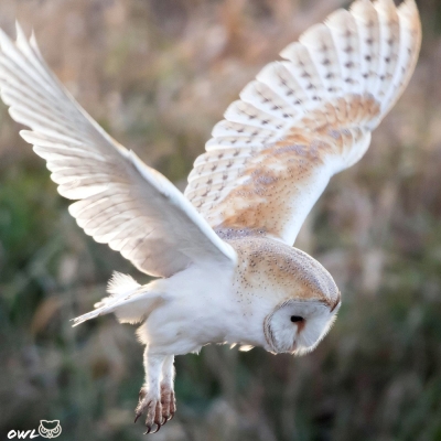 Owl Flying HD Wallpaper - KDE Store