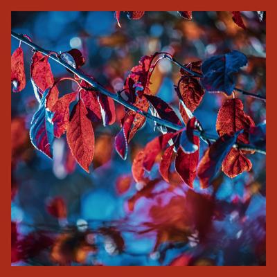 Back Lighting Red Tree Leaves - KDE Store