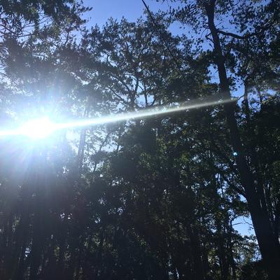 sun through the trees - KDE Store