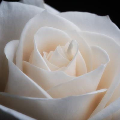 white rose - KDE Store