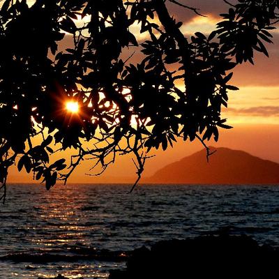 Beach Sunset Through Trees - KDE Store