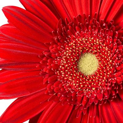 Macro Isolated Flower - KDE Store