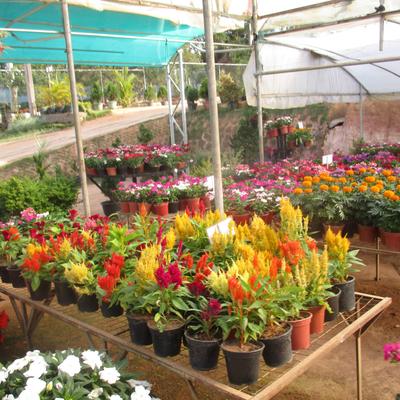 Flower Garden - KDE Store