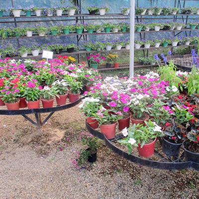 Beautiful Flower Garden - KDE Store