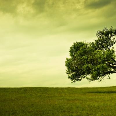 Tree wallpaper - KDE Store