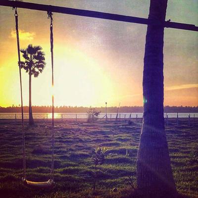 sun out through talipot wallpaper - KDE Store