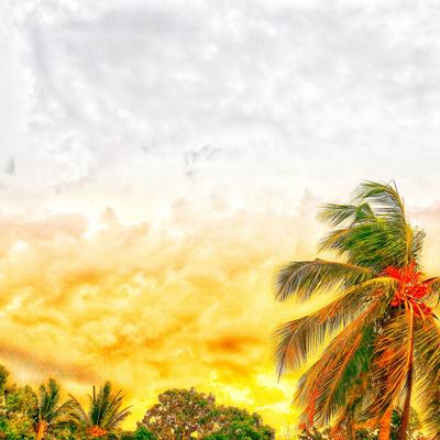 king coconut tree - KDE Store