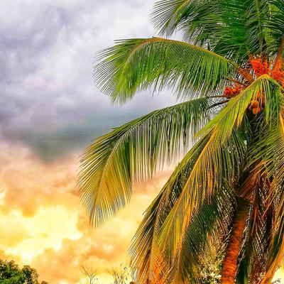 king coconut tree 2 - KDE Store