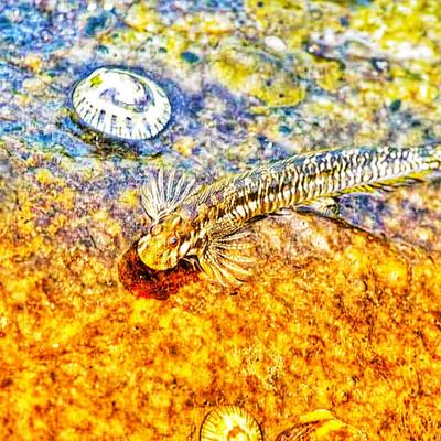 small fish wallpaper - KDE Store