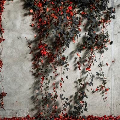 Plant On Wall - KDE Store