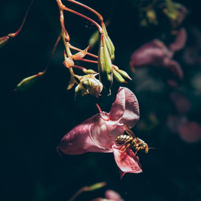 Honey Bee on Flower - KDE Store