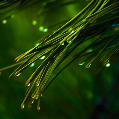 Pine Leaves and Raindrops Painting 4K Wallpaper - KDE Store