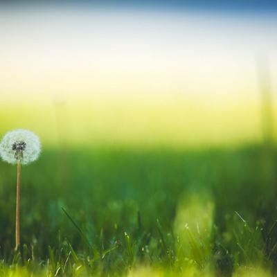 Bloom blur dandelion grass - KDE Store