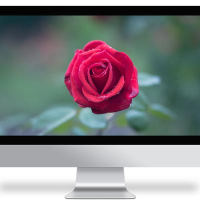 rose - KDE Store