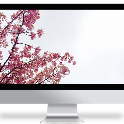 Cherry Blossom - KDE Store