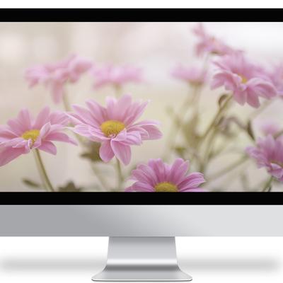 pink flowers - addons.videolan.org