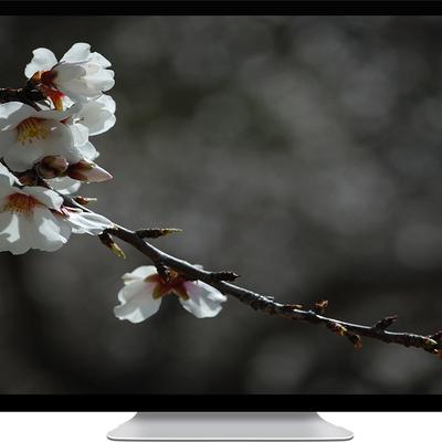 cherry blossom - KDE Store