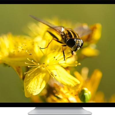 yellow flowers and bee - KDE Store