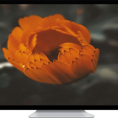 orange flowers - KDE Store