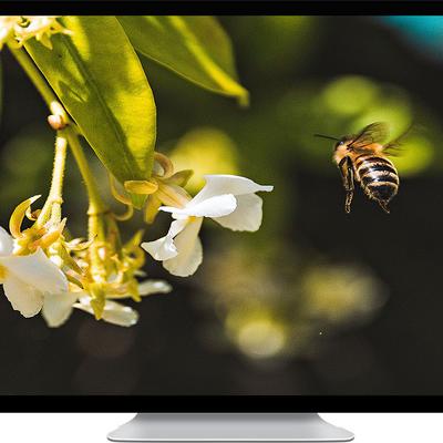 Honey Bee - KDE Store