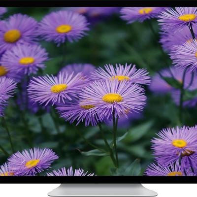 purple flowers - KDE Store