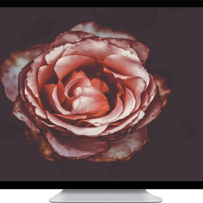 dry rose - KDE Store