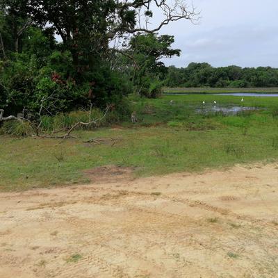 leopard in forest - addons.videolan.org