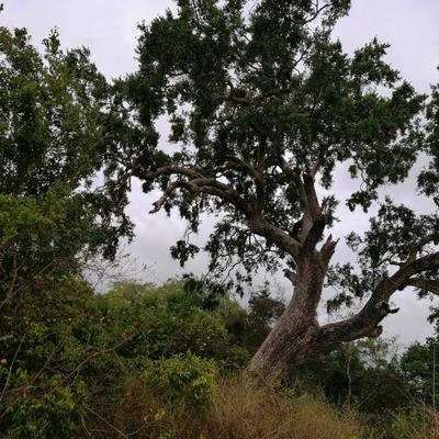 leopard on the tree - KDE Store