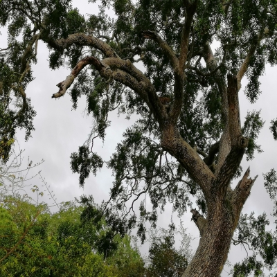 leopard on the tree - KDE Store