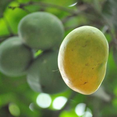 mango time - KDE Store