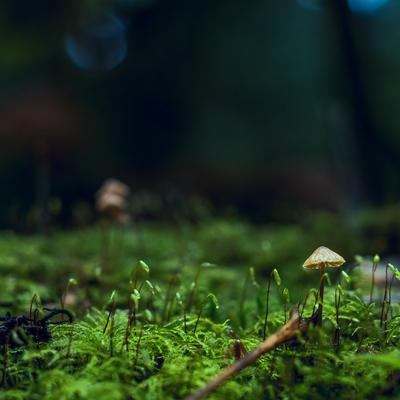 forest - KDE Store