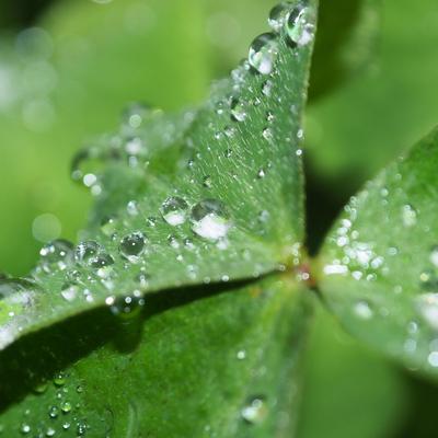 Leaf Macro Plant Raindrops hd wall - KDE Store