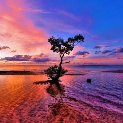 NATURE TREE - KDE Store