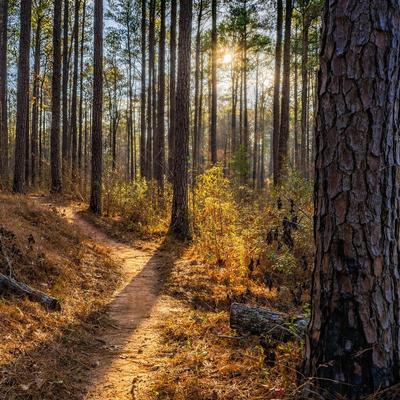 trees nature forest summer path - KDE Store