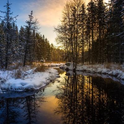 river forest winter morning - KDE Store