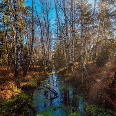 river forest - KDE Store