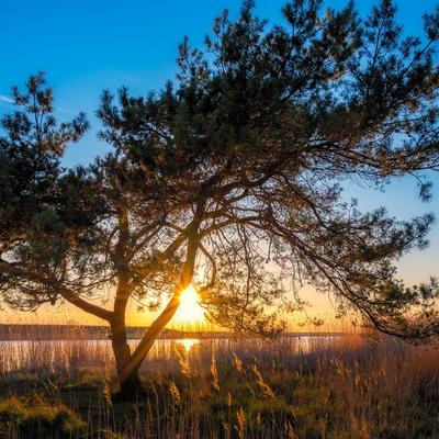 lake tree sunset - KDE Store