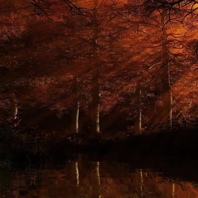 trees water forest leaves rays red - KDE Store